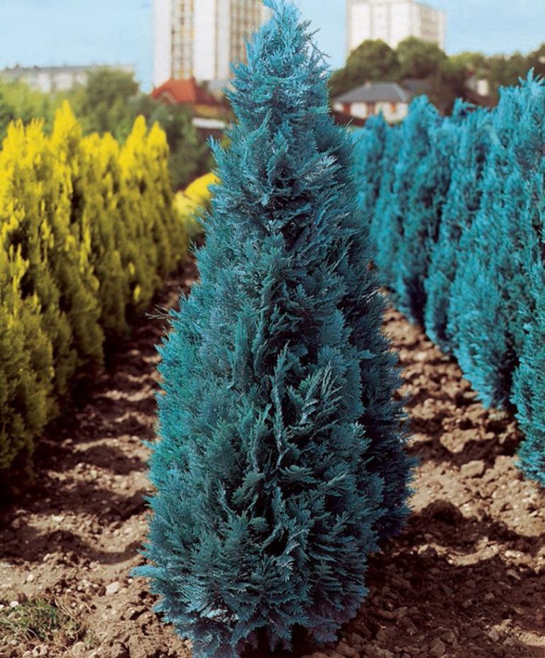 Chamaecyparis lawsoniana Ellwoodii Blue surprise - Rasadnik Lević